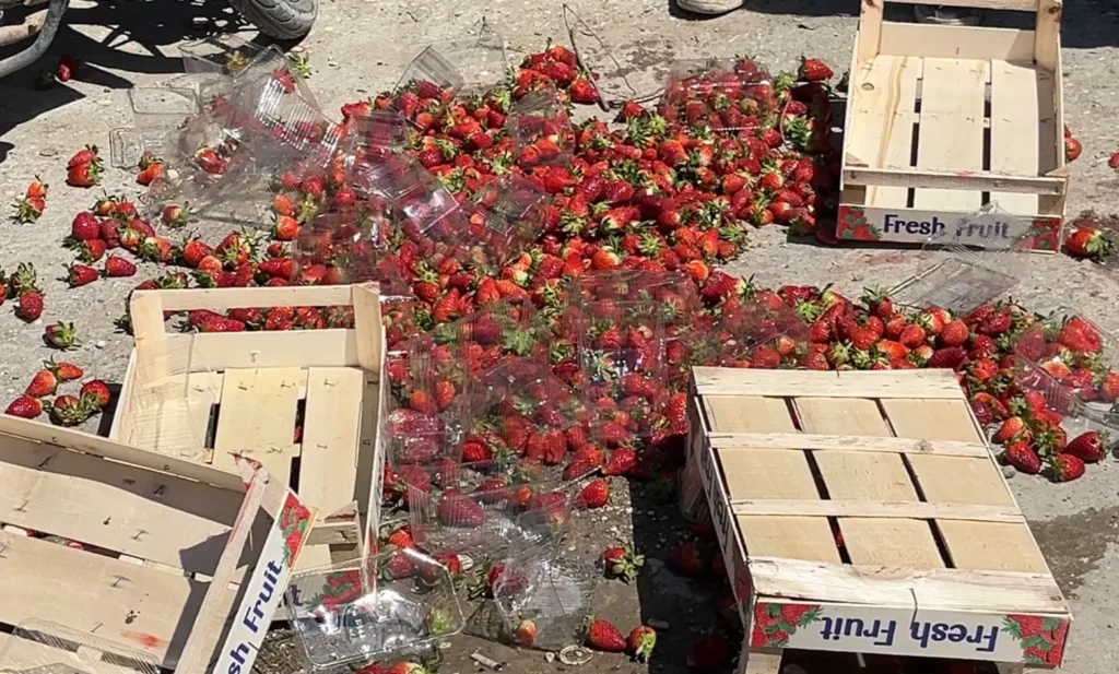 Fier – Pas lajmeve se nga Greqia jane futur ne Shqiperi luleshtrydhe me ...